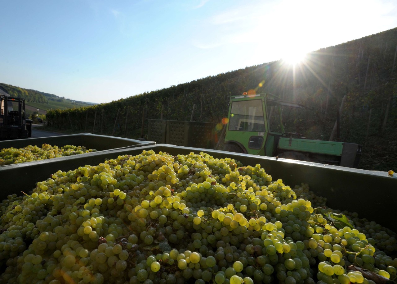 Weinbau an der luxemburgischen Mosel - Landwirtschaftsportal - Luxembourg